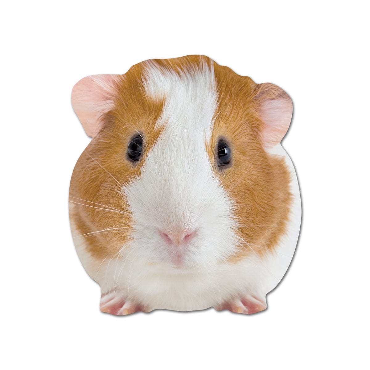 Note Card - Guinea Pig – Paper House Productions
