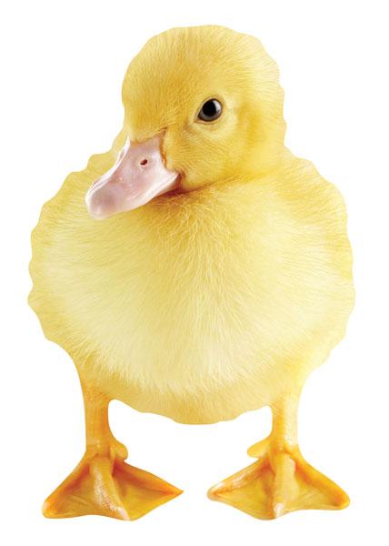 Note Card - Duckling Greeted - Paper House